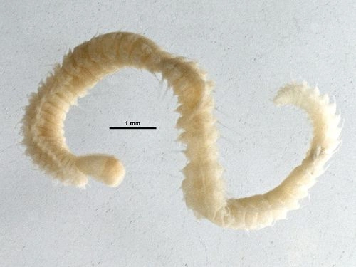 Linopherus ambigua | Animal Database | Fandom