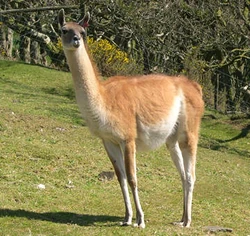 Llama | Animal Database | Fandom