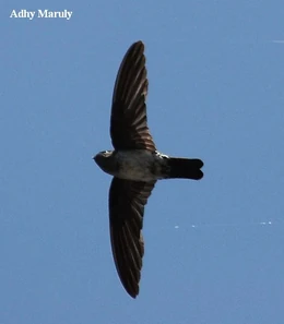 Cave Swiftlet | Animal Database | Fandom