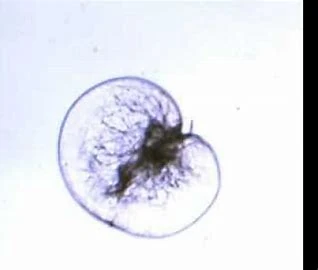 Noctiluca miliaris | Animal Database | Fandom