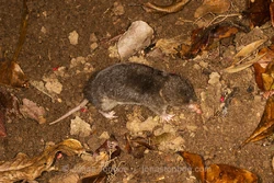 Oryzorictes | Animal Database | Fandom