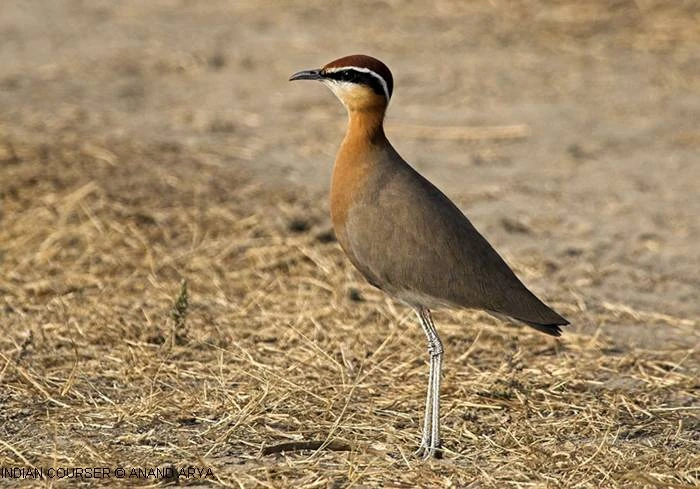 Indian Courser | Animal Database | Fandom