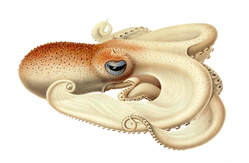 Angel Octopus | Animal Database | Fandom