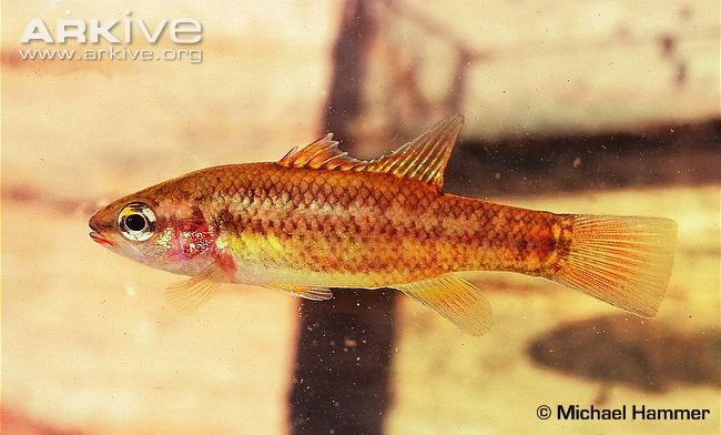 Balston's Pygmy Perch | Animal Database | Fandom