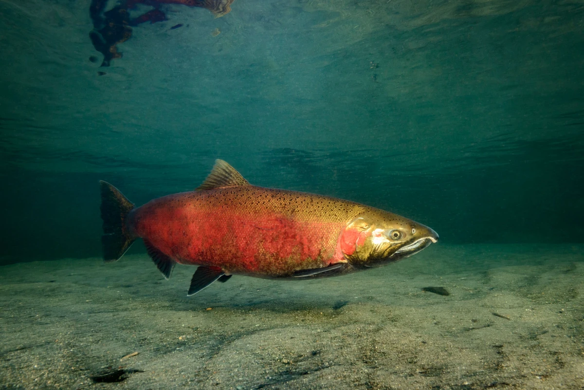 Coho Salmon | Animal Database | Fandom