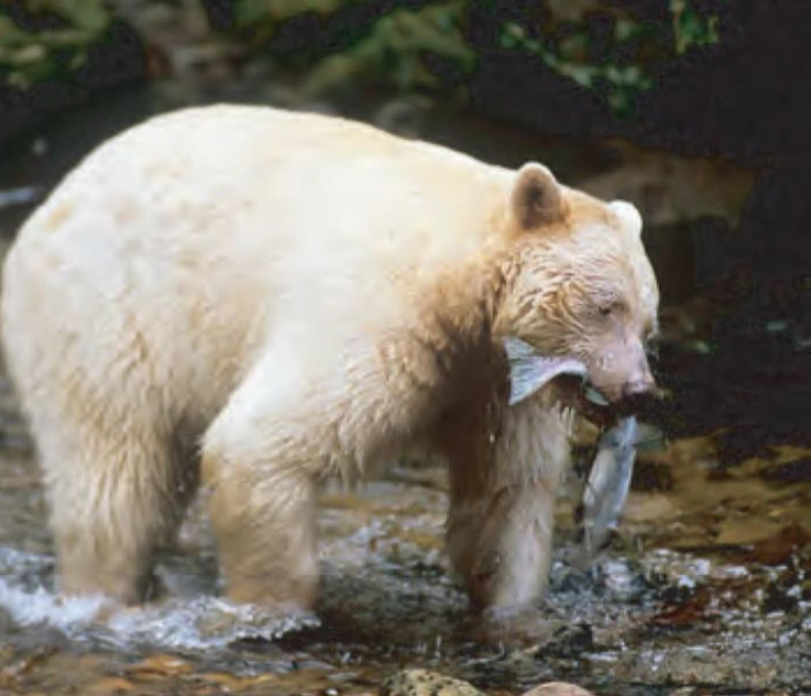 Kermode Bear | Animal Database | Fandom