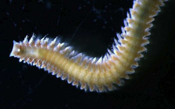 Ophryotrocha cyclops | Animal Database | Fandom