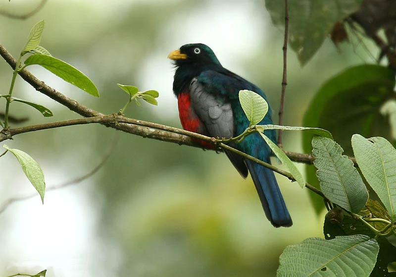 Trogon | Animal Database | Fandom