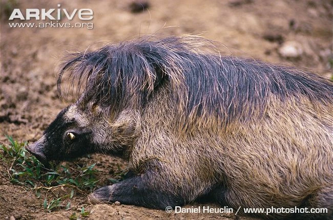 Visayan Warty Pig | Animal Database | Fandom