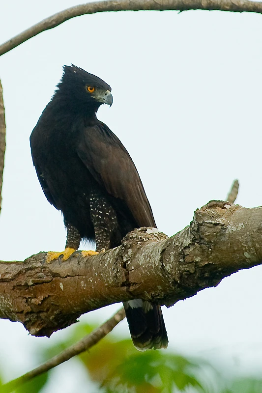 Black Hawk-eagle | Animal Database | Fandom