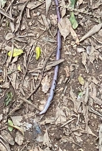 Microchaetus microchaetus | Animal Database | Fandom