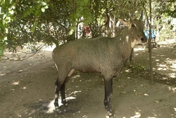 Nilgai | Animal Database | Fandom