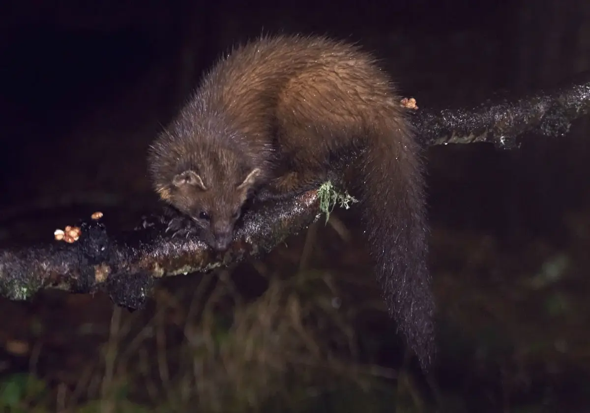 European Marten | Animal Database | Fandom