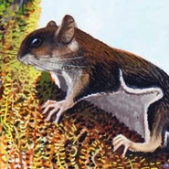 Lesser Pygmy Flying Squirrel | Animal Database | Fandom