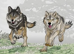 Armbruster's Wolf | Animal Database | Fandom