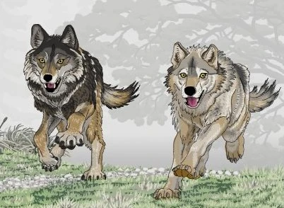 Armbruster's Wolf | Animal Database | Fandom