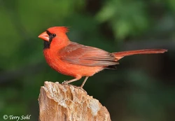 Cardinal | Animal Database | Fandom