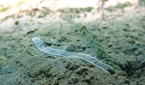 Listriolobus pelodes | Animal Database | Fandom