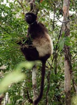 Milne-Edwards' Sifaka | Animal Database | Fandom