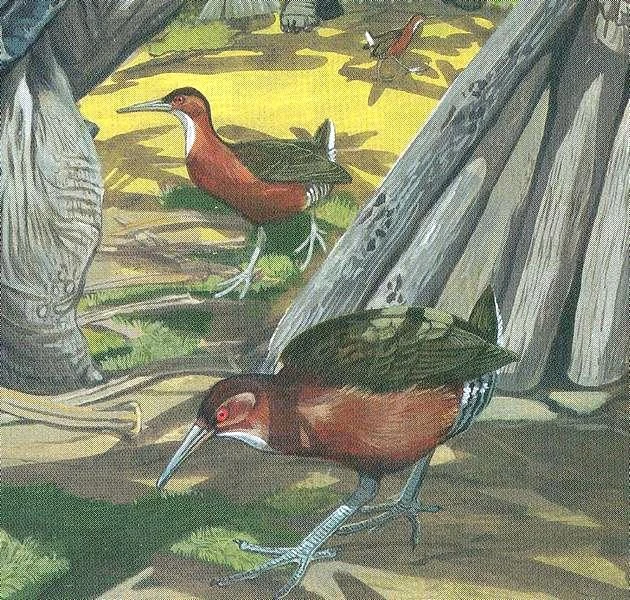 Réunion Rail | Animal Database | Fandom