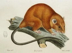 Red Tree Rat | Animal Database | Fandom
