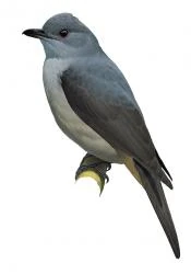 Dusky Piha | Animal Database | Fandom