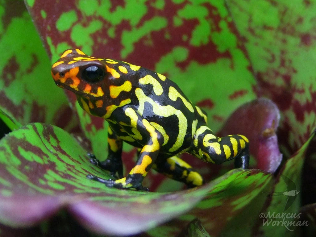 Oophaga | Animal Database | Fandom