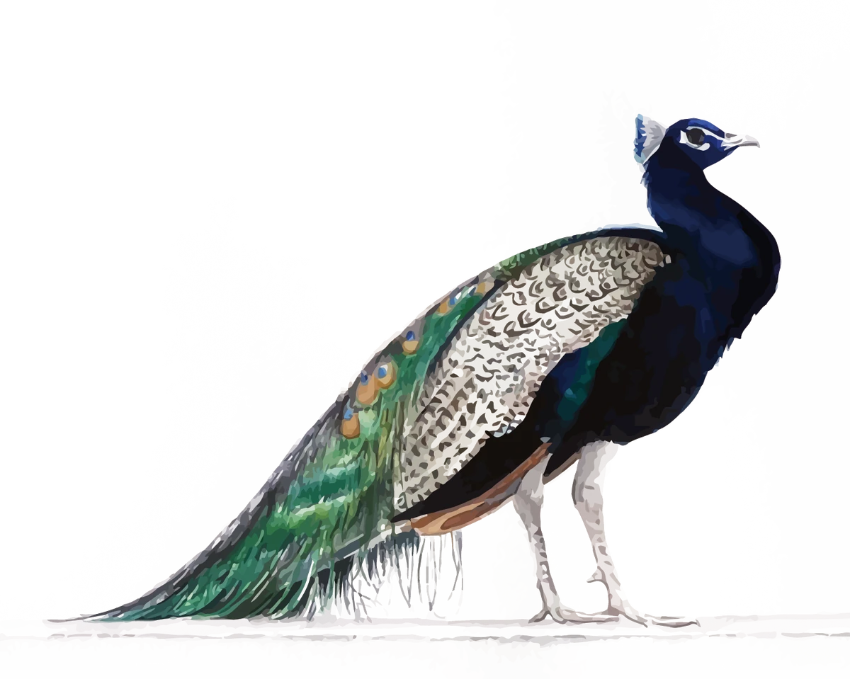 Animal Database:Main Page Sandbox | Animal Database | Fandom