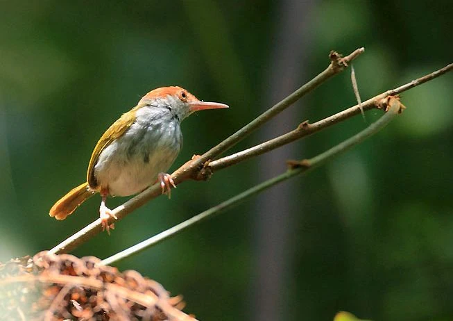 Trilling Tailorbird | Animal Database | Fandom