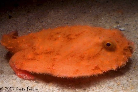 Starry Handfish | Animal Database | Fandom