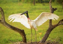 Jabiru | Animal Database | Fandom