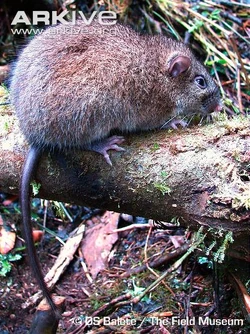 Batomys | Animal Database | Fandom