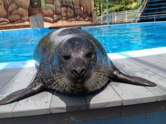 Mango | Animal Database | Fandom