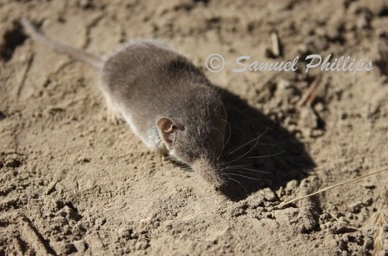 Least Dwarf Shrew | Animal Database | Fandom