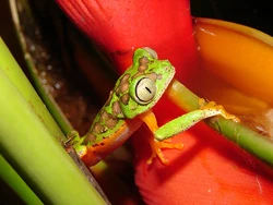 Phasmahyla timbo | Animal Database | Fandom