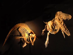 Archaeoceti | Animal Database | Fandom