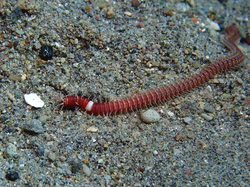 Eunice australis | Animal Database | Fandom