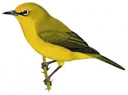 Pemba White-eye | Animal Database | Fandom