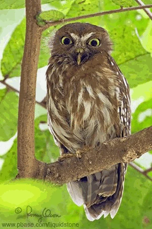 Luzon Hawk-owl | Animal Database | Fandom