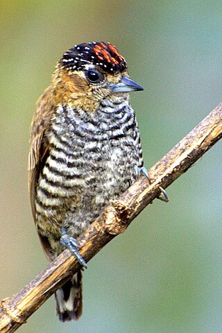 Orinoco Piculet | Animal Database | Fandom