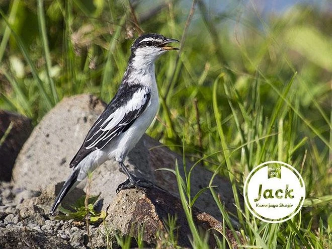 White-shouldered Triller | Animal Database | Fandom