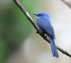 Blue Paradise Flycatcher | Animal Database | Fandom