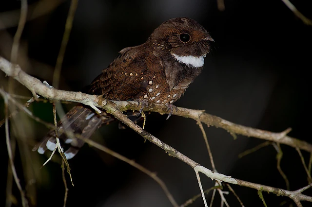 Nyctiphrynus | Animal Database | Fandom