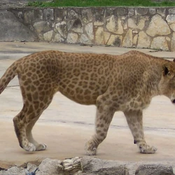 Lion And Panther Mix