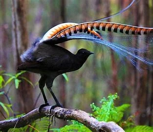 Lyrebird | Animal Database | Fandom