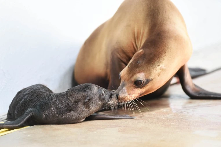 Arie | Animal Database | Fandom