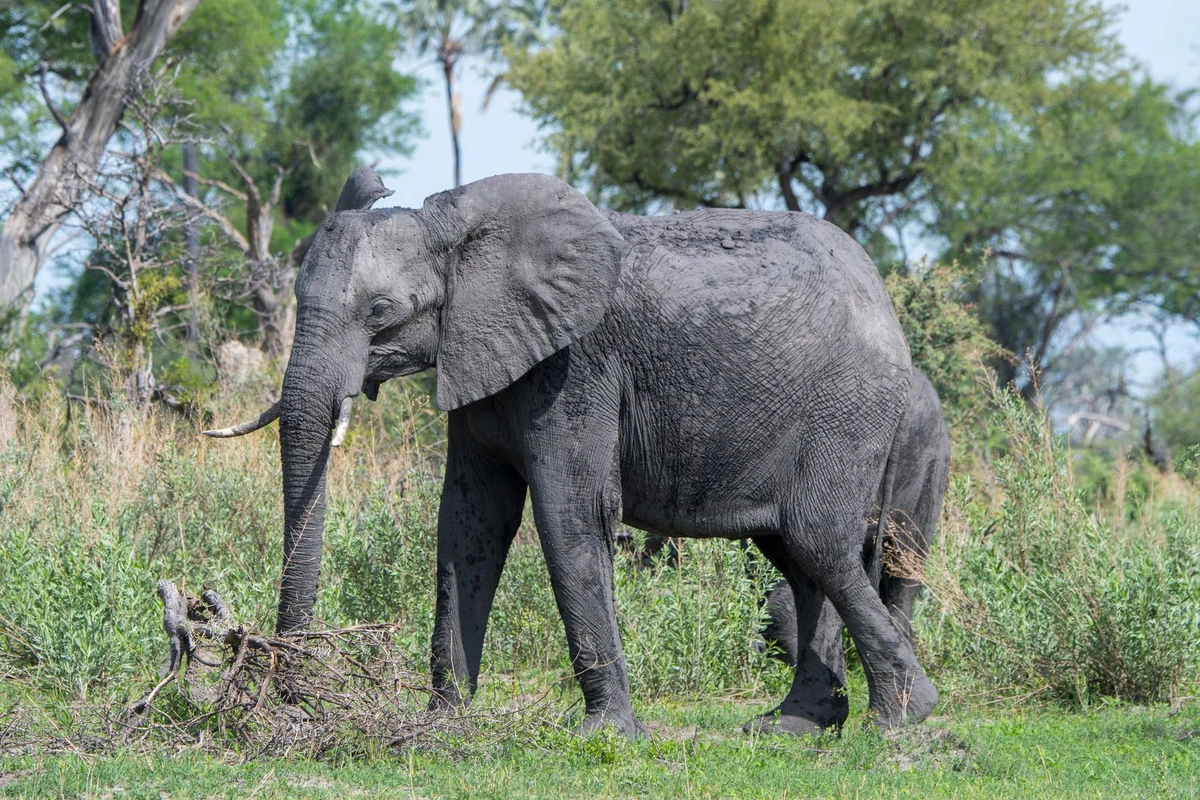 Elephant | Animal Database | Fandom