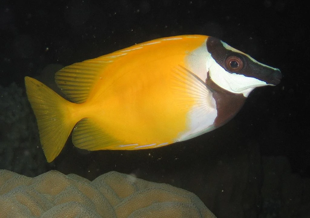 Foxface Rabbitfish | Animal Database | Fandom