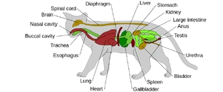 Cat | Animal Database | Fandom