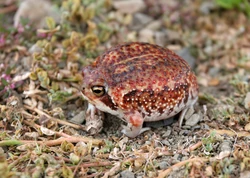Breviceps adspersus | Animal Database | Fandom